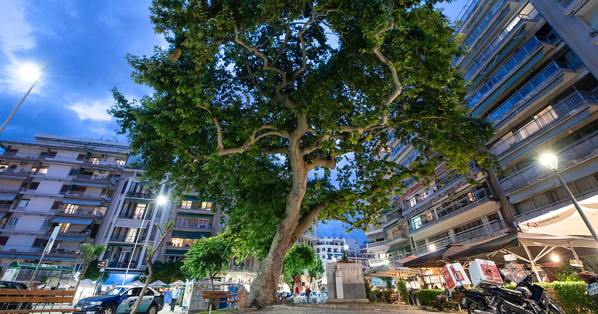 Τα υπεραιωνόβια πλατάνια της Θεσσαλονίκης - ΘΕΣΣΑΛΟΝΙΚέΩΝ ΠόΛΙΣ